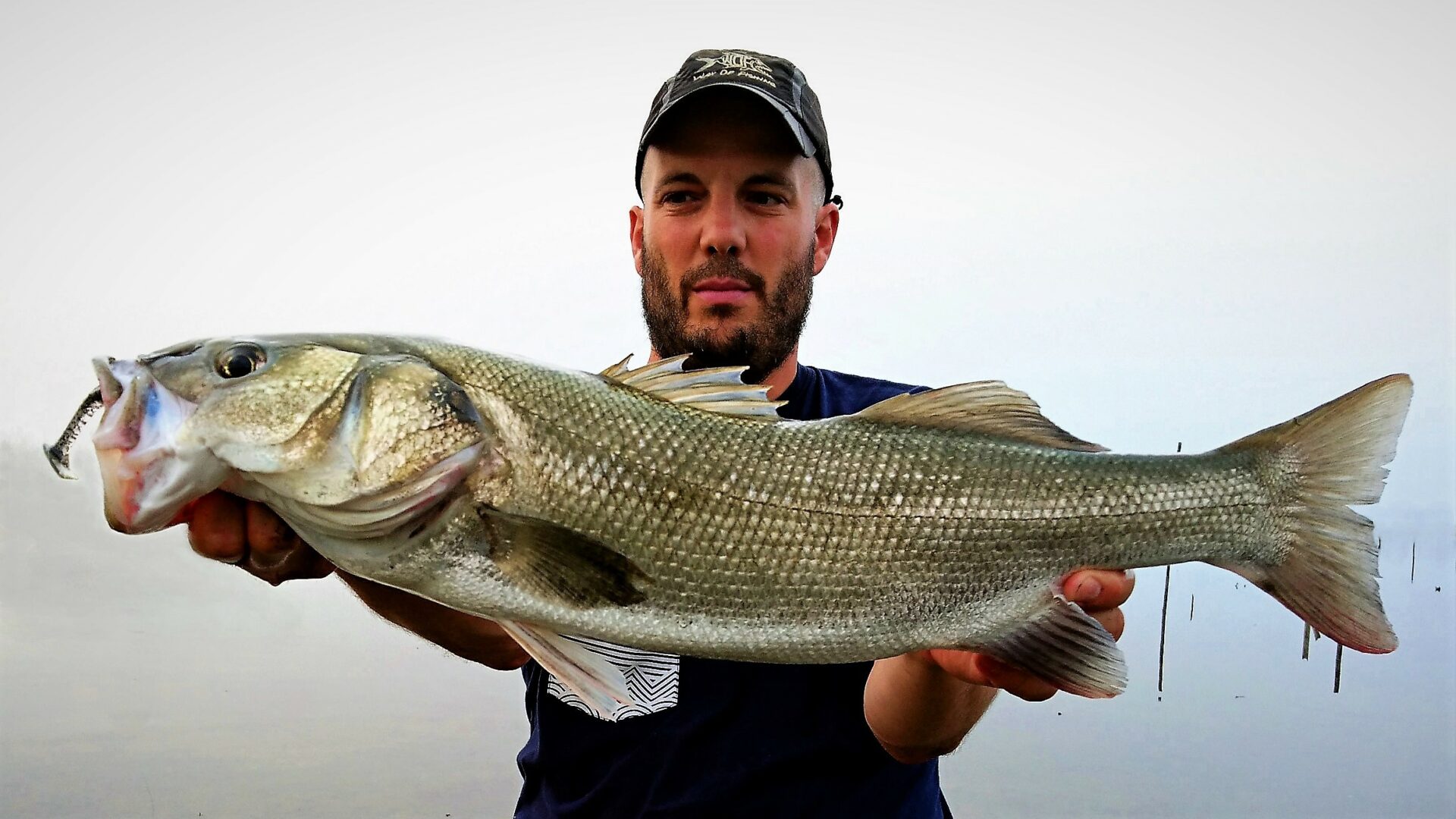 Quelques conseils et une sélection de matériel pour pêcher le loup en ...