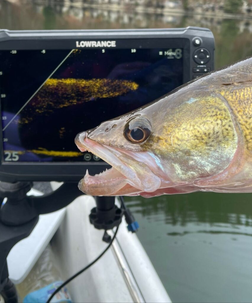 Le Easy Shiner Pro Blue pour la traque du sandre
